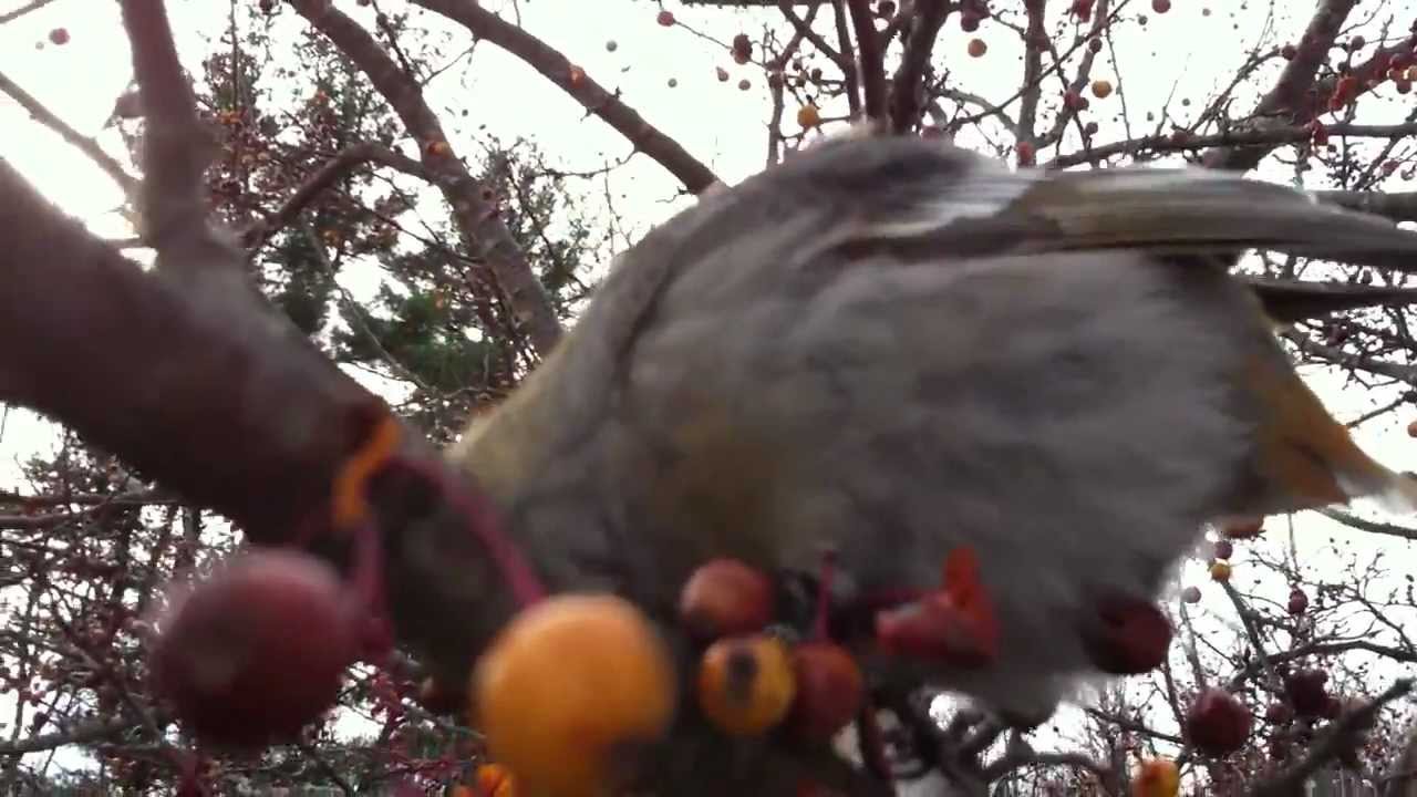 Gluttonous Sparrow - YouTube