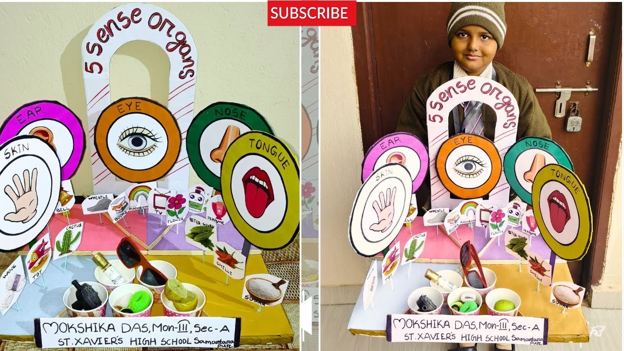 5 sense organs project for school science exhibition #how to make sense ...