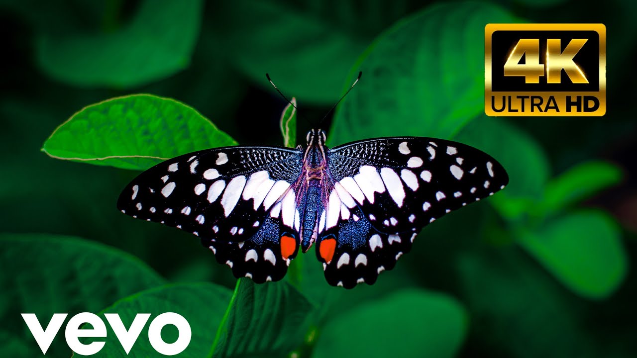 Butterfly Flying in Slow Motion 4K My Animal Friends Houston Butterfly ...