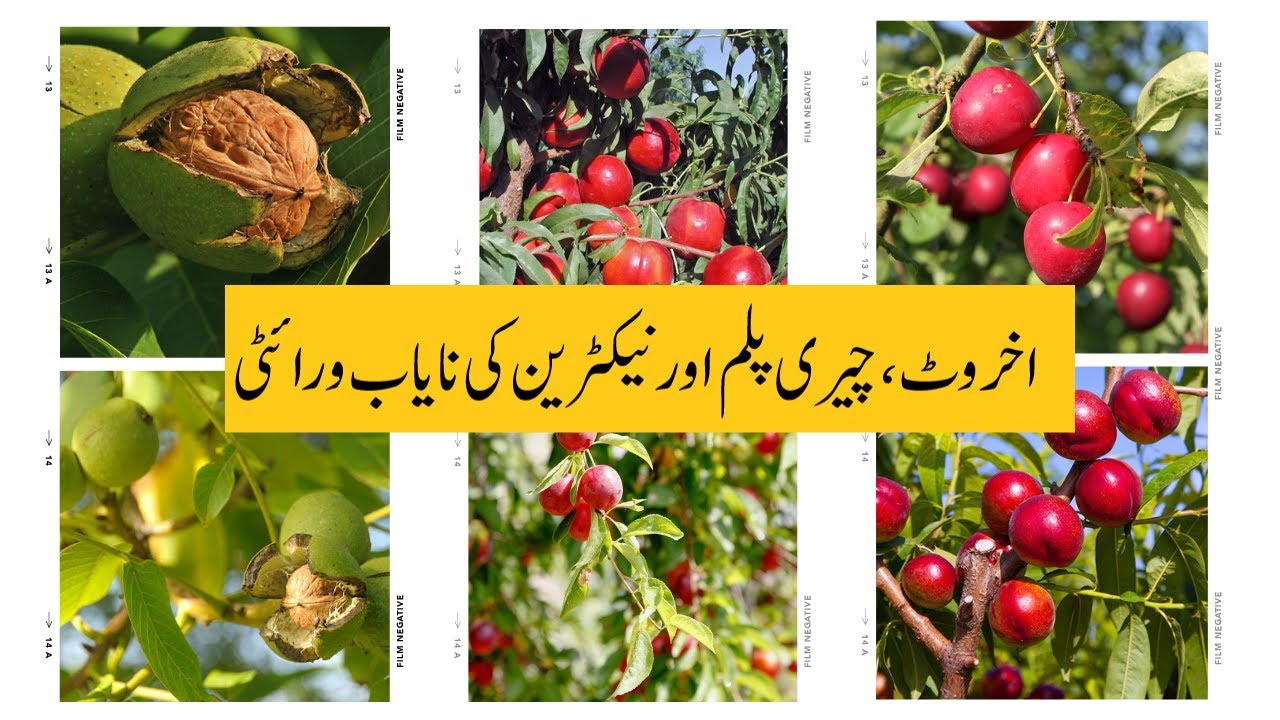 Akhrot(Walnut), Cherry Plum and American Nectarine ki Rare Varities ...
