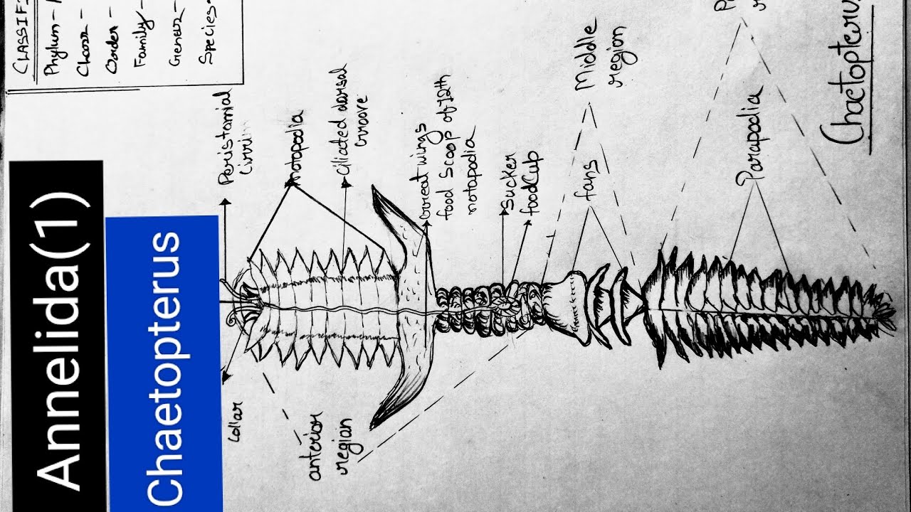 Chaetopterus Diagram