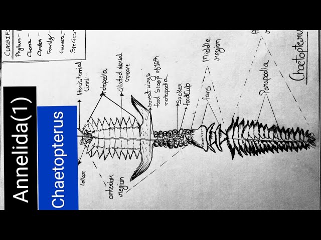 Chaetopterus Diagram