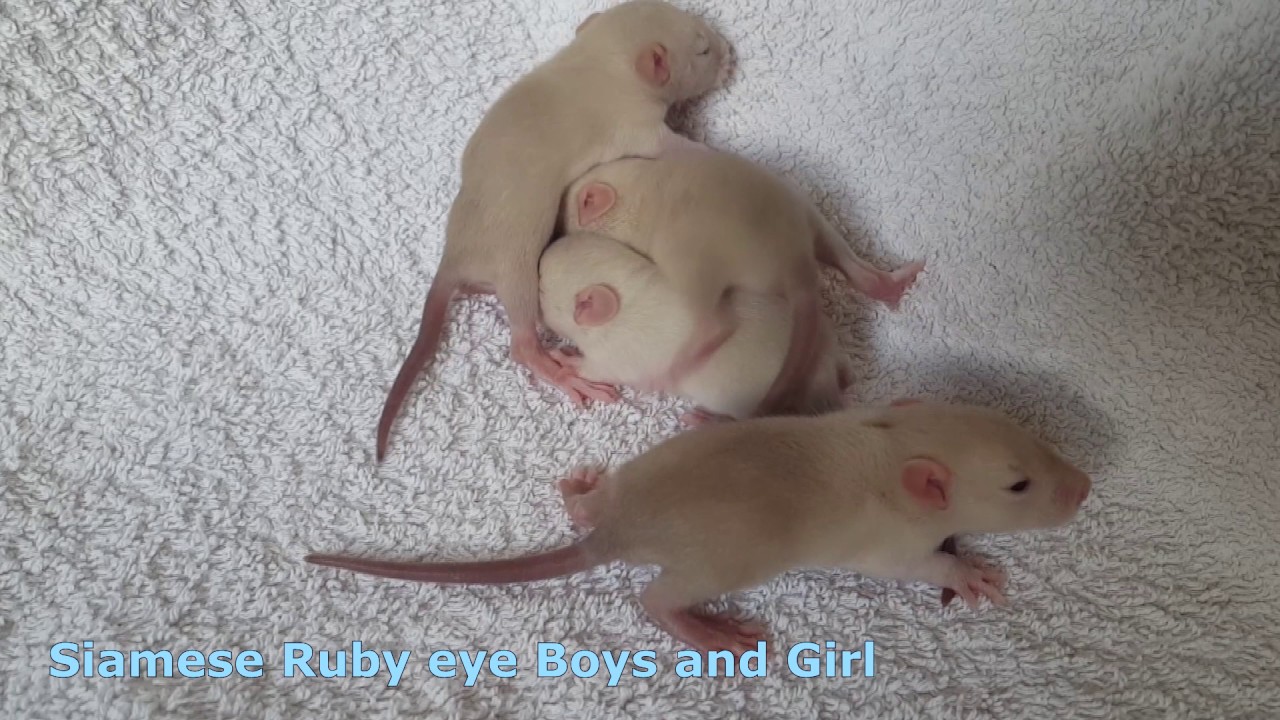 Diverse 2 week old rat litter. - YouTube