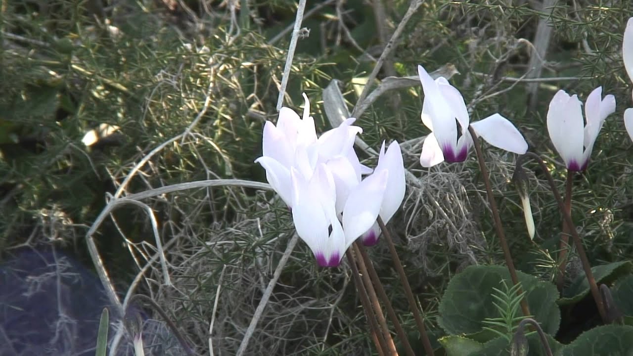 The Beautiful Flower Rakefet - YouTube