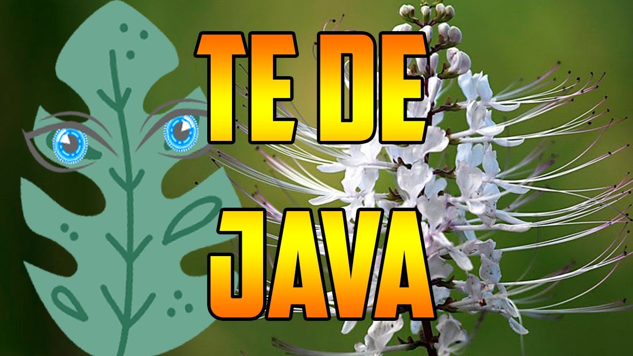 TE DE JAVA #benefits Orthosiphon aristatus 🌿 ¿PARA QUE SIRVE ? 🌿Usos🌿 # ...