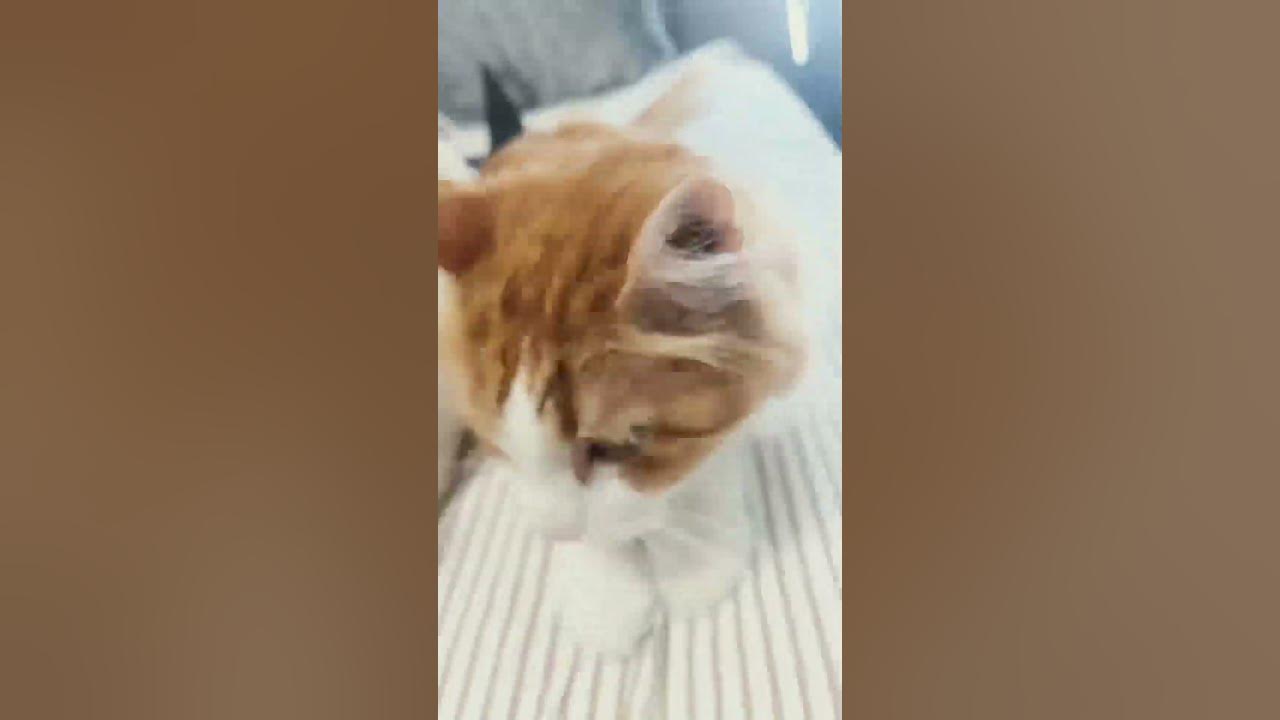 Boopity boop da cat - YouTube