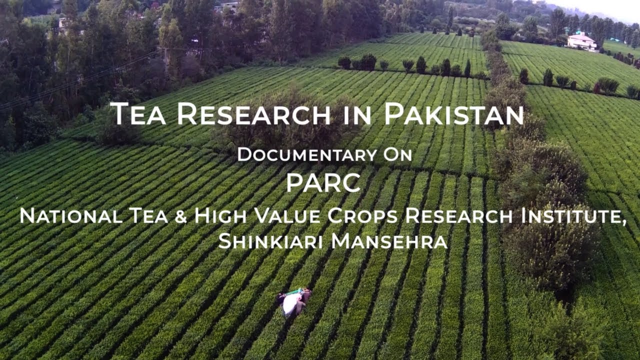 Tea Research In Pakistan | Processing Plant in Pakistan | Documentary ...