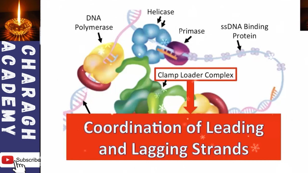 Molecular Mechanism of DNA Replication - YouTube