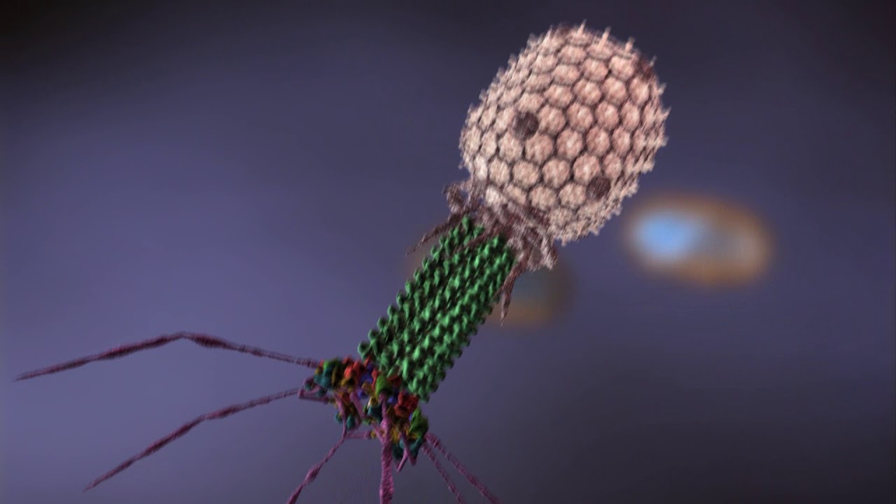 VIDAS®UP - Bacteriophage: the use of phage recombinant protein in food ...