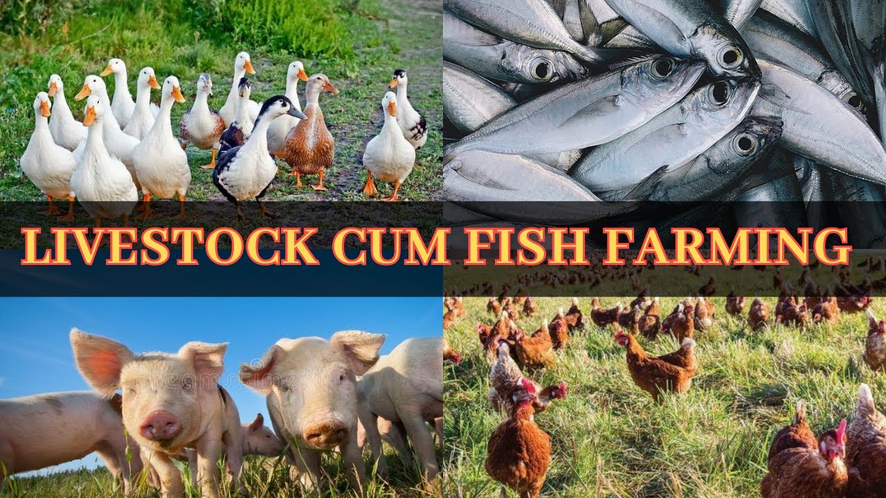 LIVESTOCK CUM FISH FARMING (IFF) INTEGRATED FISH FARMING #iff # ...