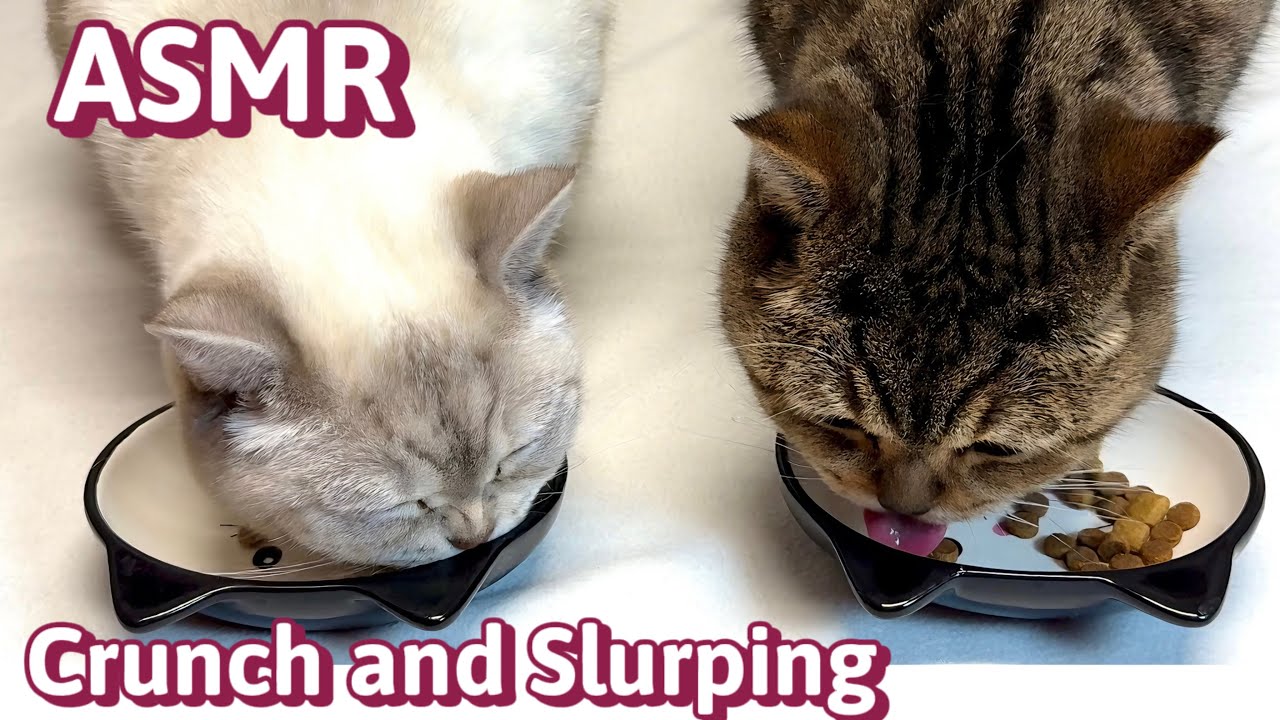 Cute Cats Eat: Incredible Crunch and Slurping 😸😻 - YouTube