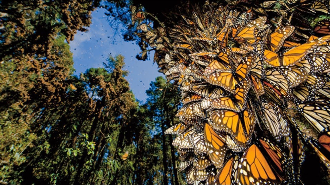 Marvelous Monarchs: The Iconic Beauty and Epic Migration of North ...