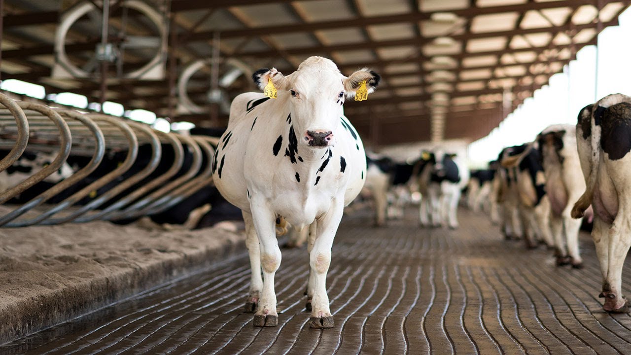 American Cow Farm: A Cinematic Journey into Rural Life #withme A Cow ...