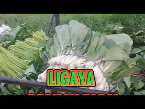 Ligaya pechay farm - YouTube