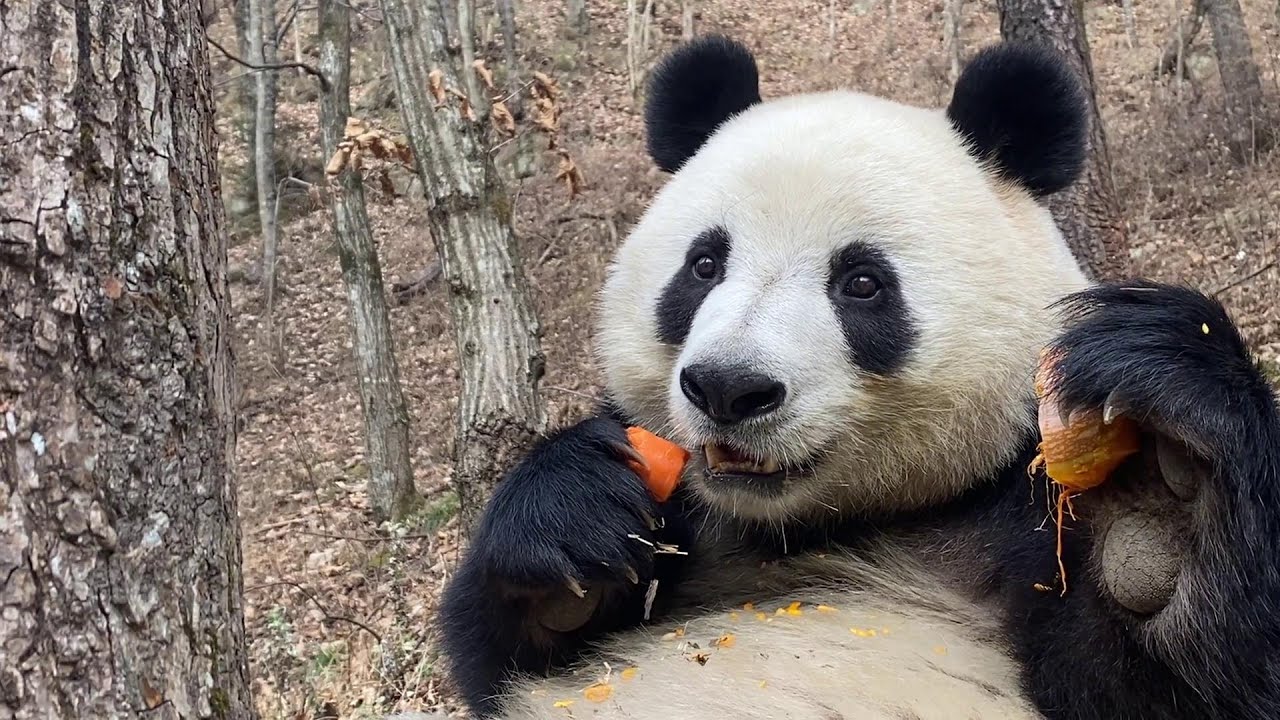 小馨吃着吃着又卡住了😋 What is XiaoXin listening while eating carrot and pumpkin ...