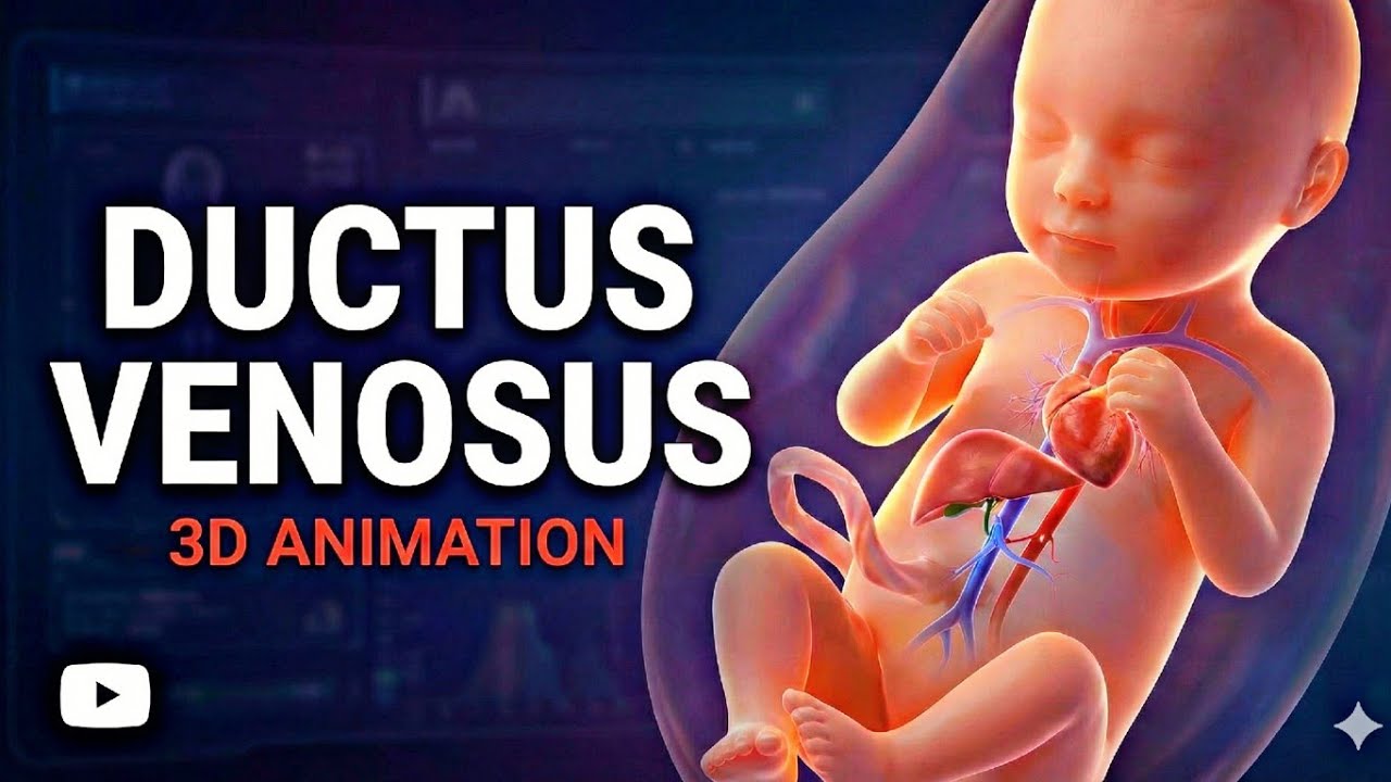 Ductus Venosus Explained in 60 sec : The Fast-Track Pathway in Fetal ...