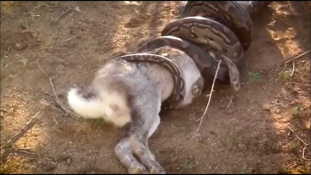 Injured Python By Horn Through The Head | Wild Animals - YouTube