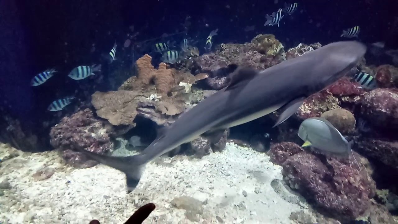 View under the sea - YouTube