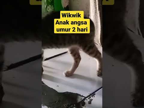 wikwik! anak angsa umur 2 hari