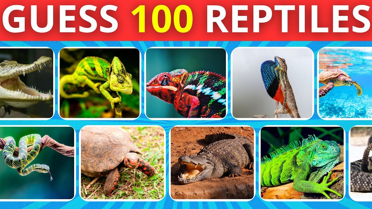 Guess 100 reptiles in 3 Seconds - YouTube