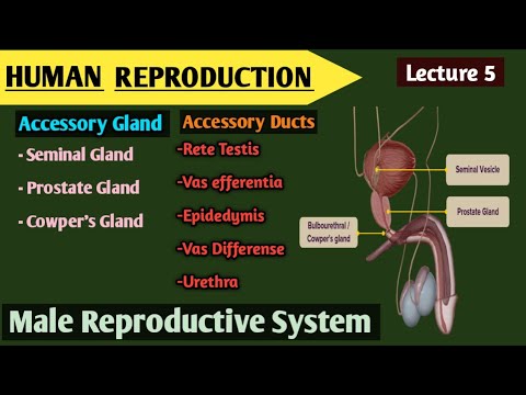 Reproduction in Human Beings | Accessory Gland & Ducts | reproductive ...