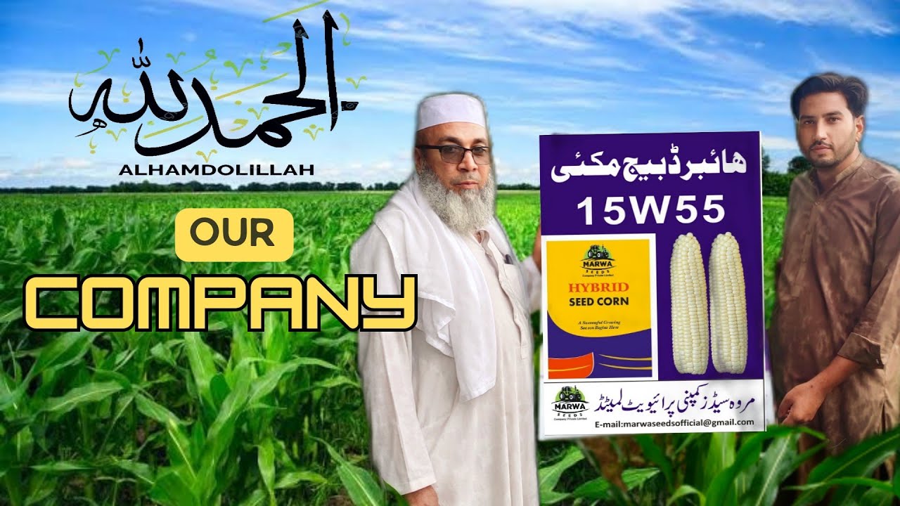 Corn 15W55 🌽 MARWA SEEDS COMPANY 🌹 Sarkani Vlogger - YouTube