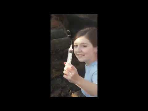 IV Venipuncture - Cow - YouTube