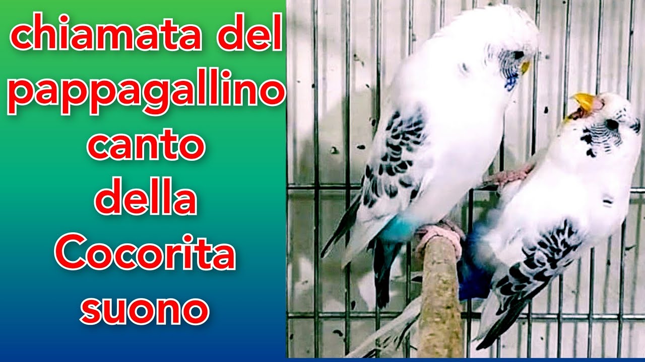 si sentirà felice / chiamata del pappagallino / canto della cocorita ...
