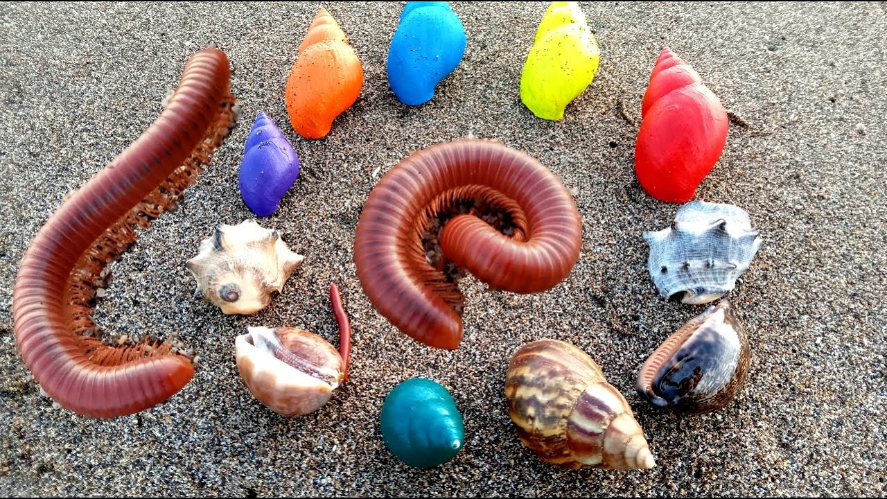 HUNTING 🌈 MENEMUKAN SIPUT WARNA WARNI, SIPUT BEKICOT BESAR, LUING ...