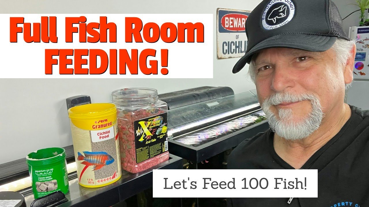 Feeding *EVERY ONE* of My Fish [What I Feed, How and Why!] - YouTube