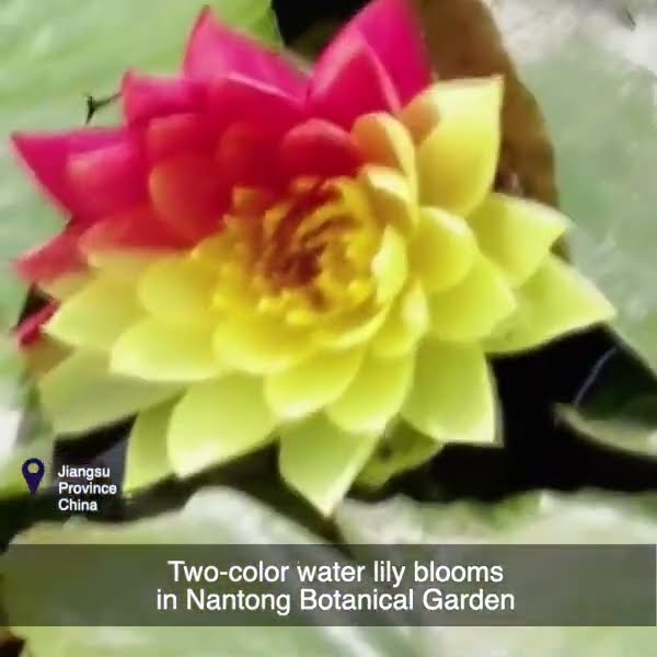 Two-color water lily blooms in Nantong Botanical Garden - YouTube
