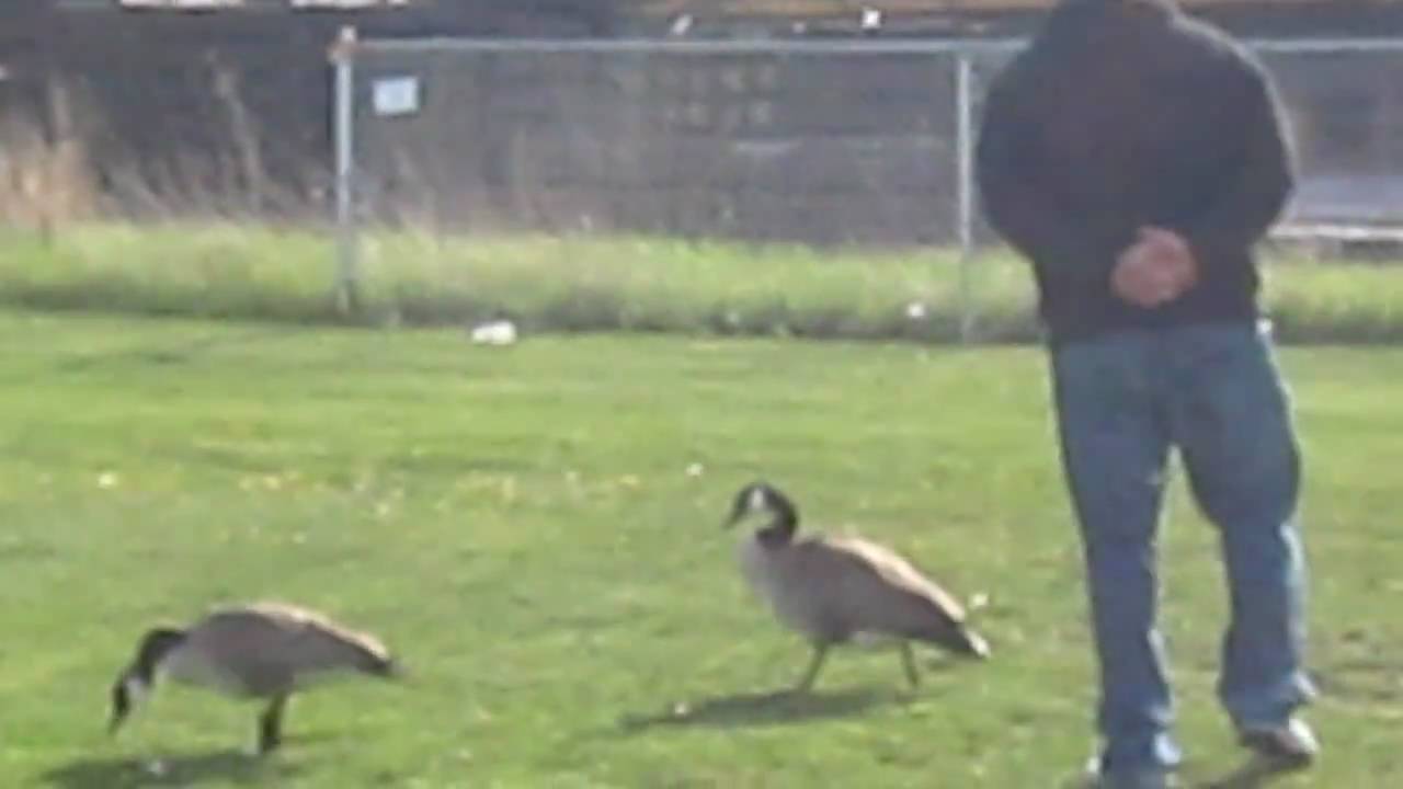 Troy trying yo catch a goose for $100 - YouTube