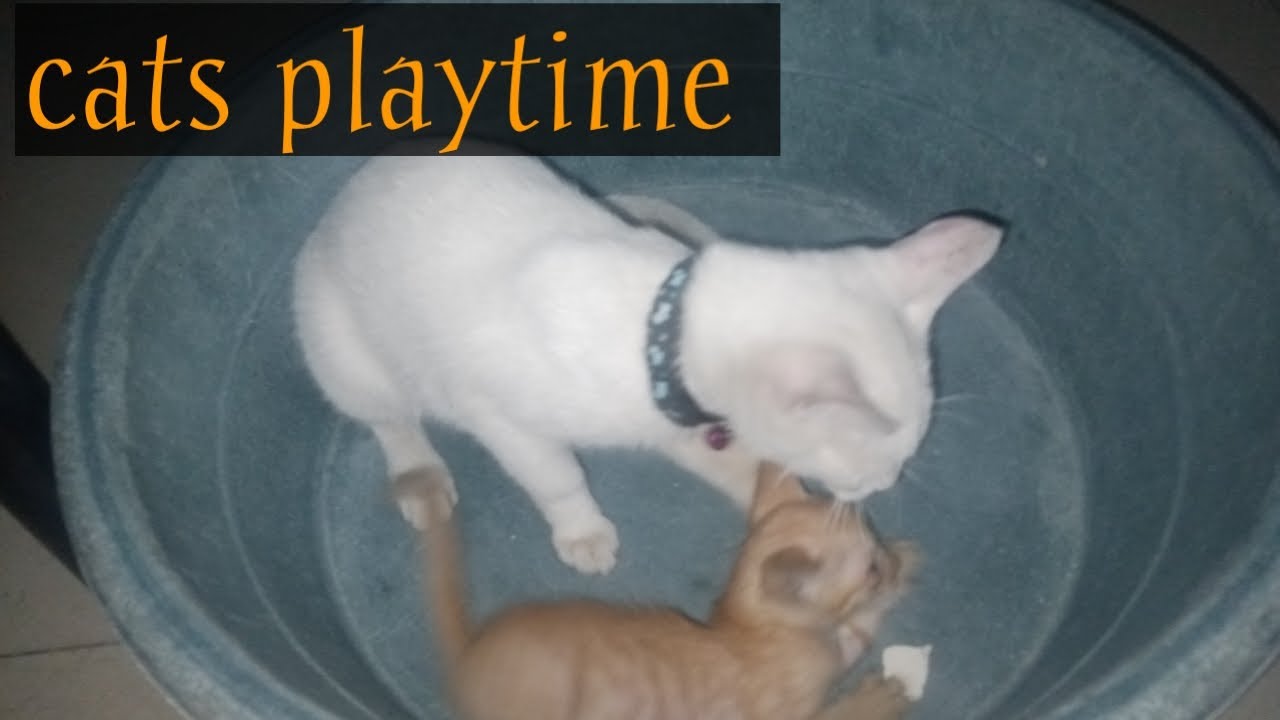 Cats Playtime Ja TV - YouTube