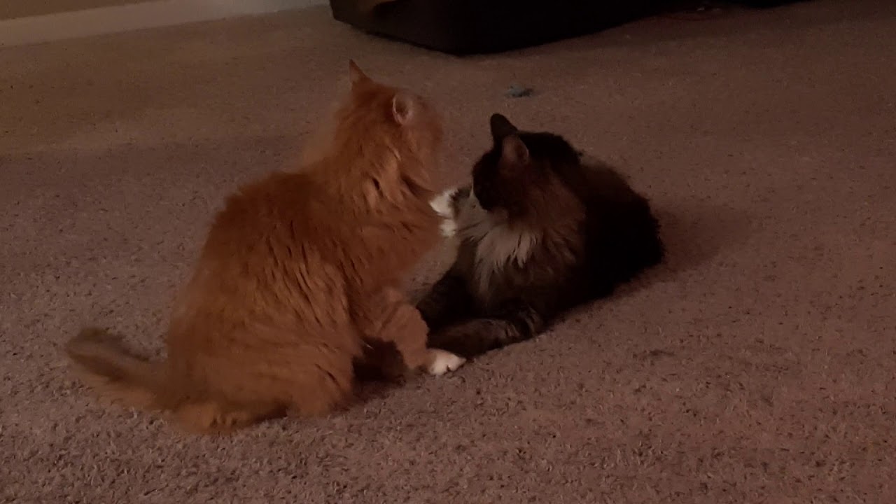 Mostly Mellow Cat Fight Real Life Drama - YouTube