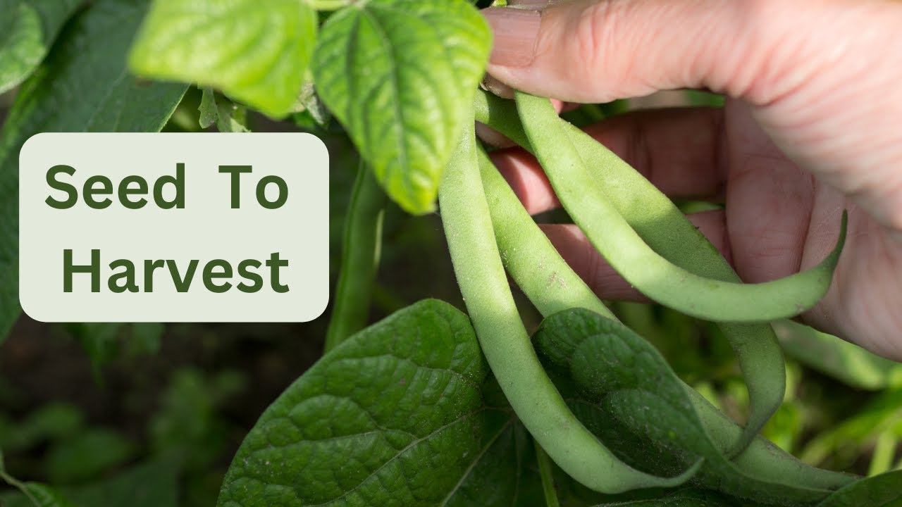Easily Growing Green Beans Seed To Harvest Step By Step YouTube easily-growing-green-beans-seed-to-harvest-step-by-step-youtube