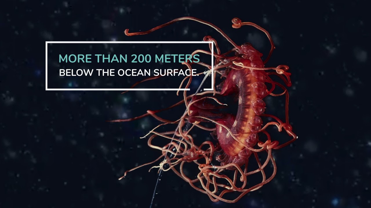 The Mysterious Atolla Jellyfish - YouTube