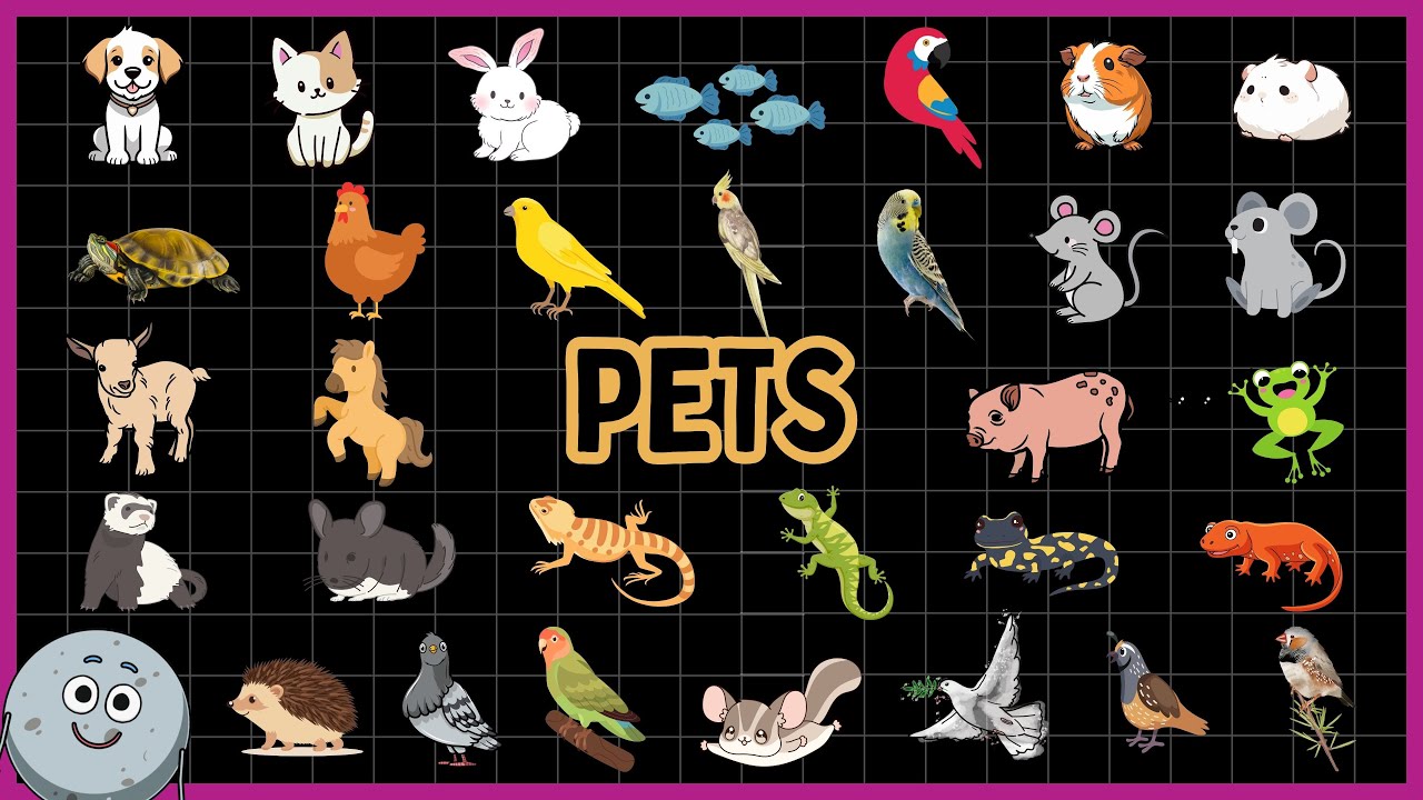 31 Pets Names for Kids - Learn Pets Names for Children - YouTube