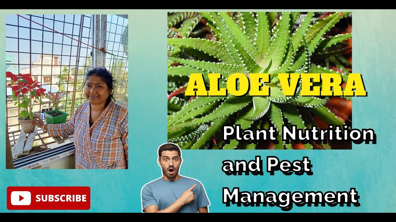 DIY Garden Magic: Aloe Vera Gel for Plant Nutrition and Pest Management ...
