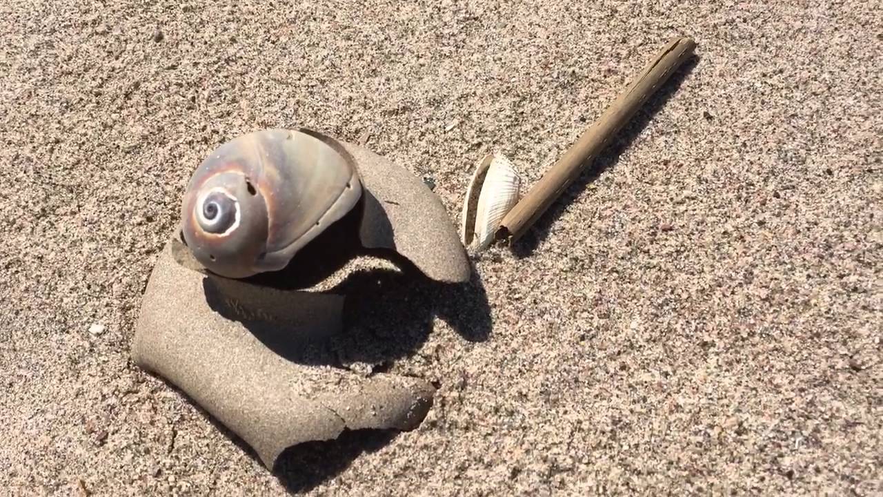 Moon snails sand collar - YouTube