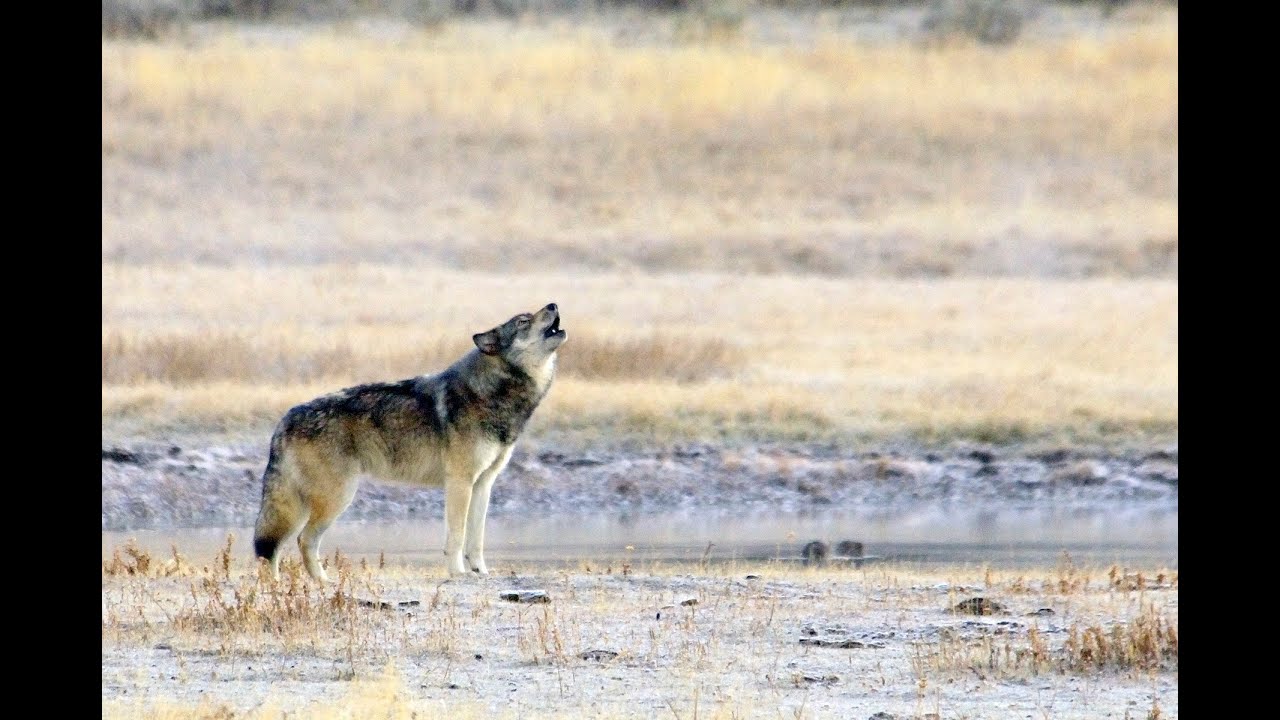 Incredible Close Encounter with Wolves - YouTube