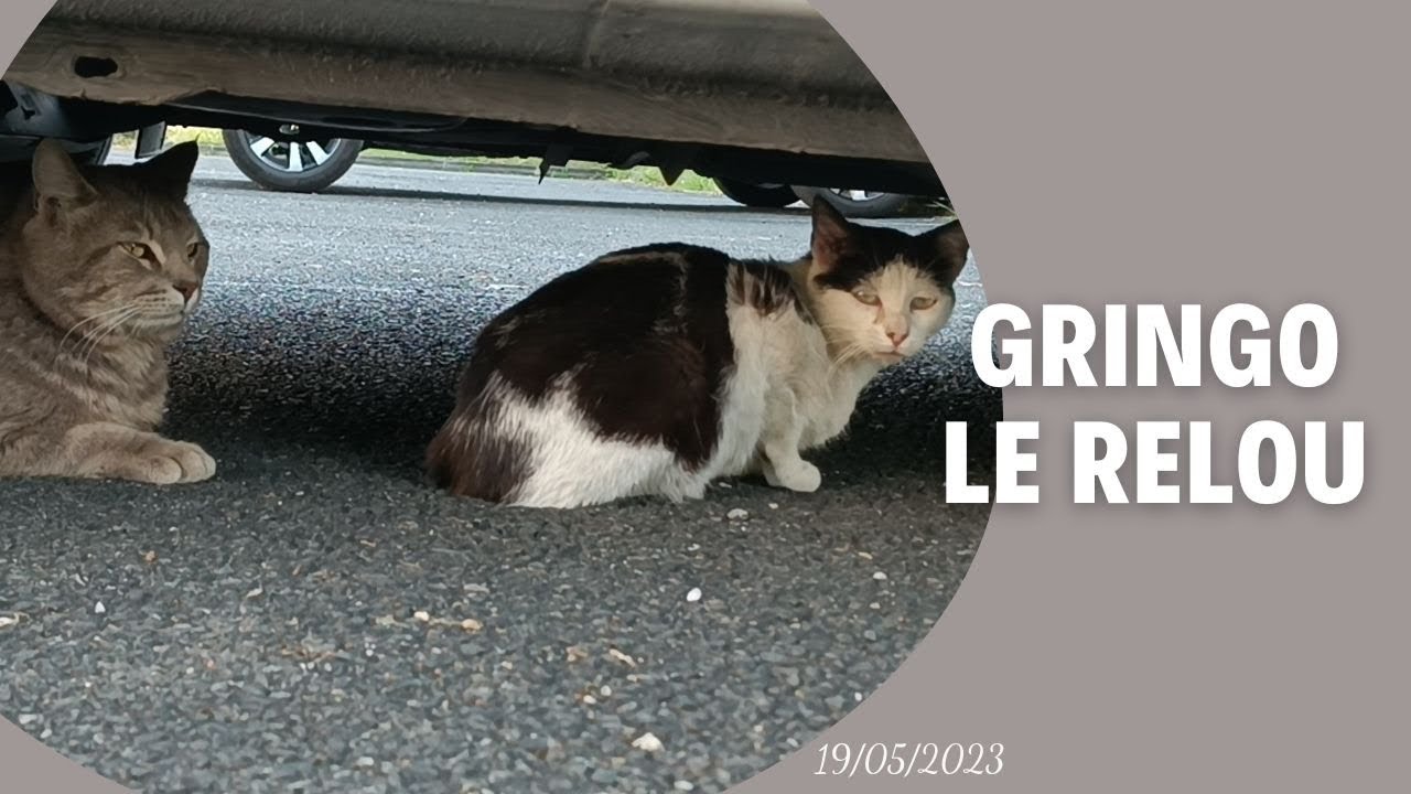 Gringo le relou - YouTube