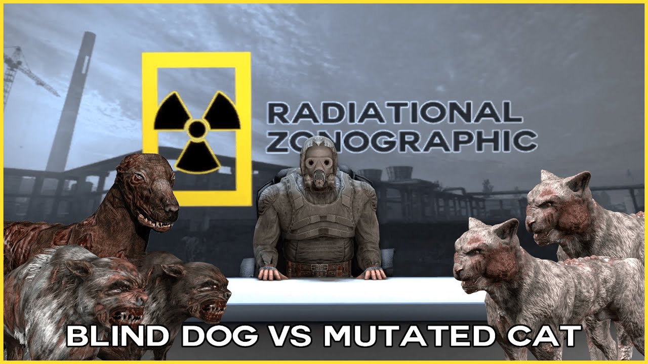 Blind Dog VS Mutated Cat, which will win? (STALKER Anomaly Mod) - YouTube
