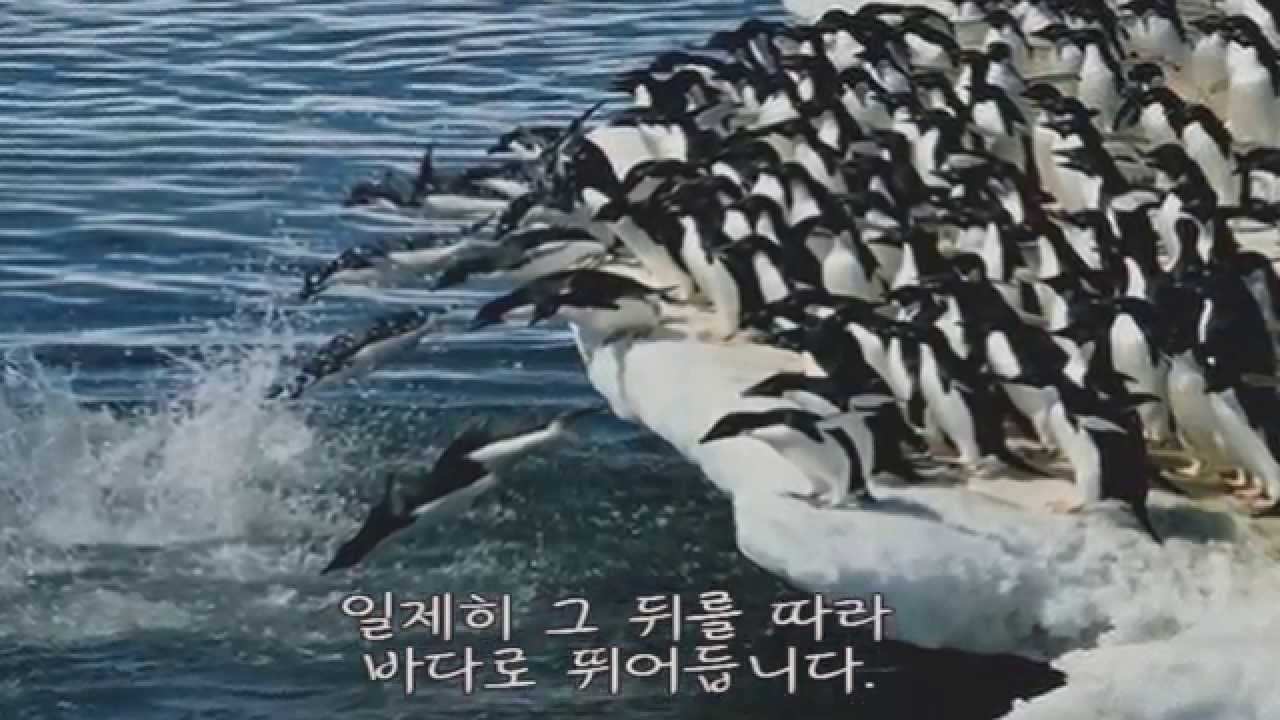 first penguin - YouTube