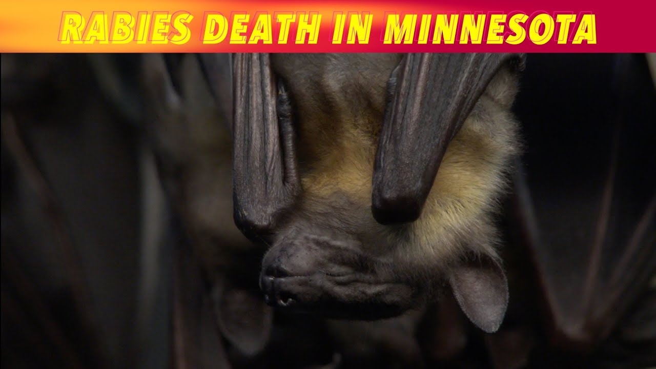 Rabies Death In Minnesota - YouTube