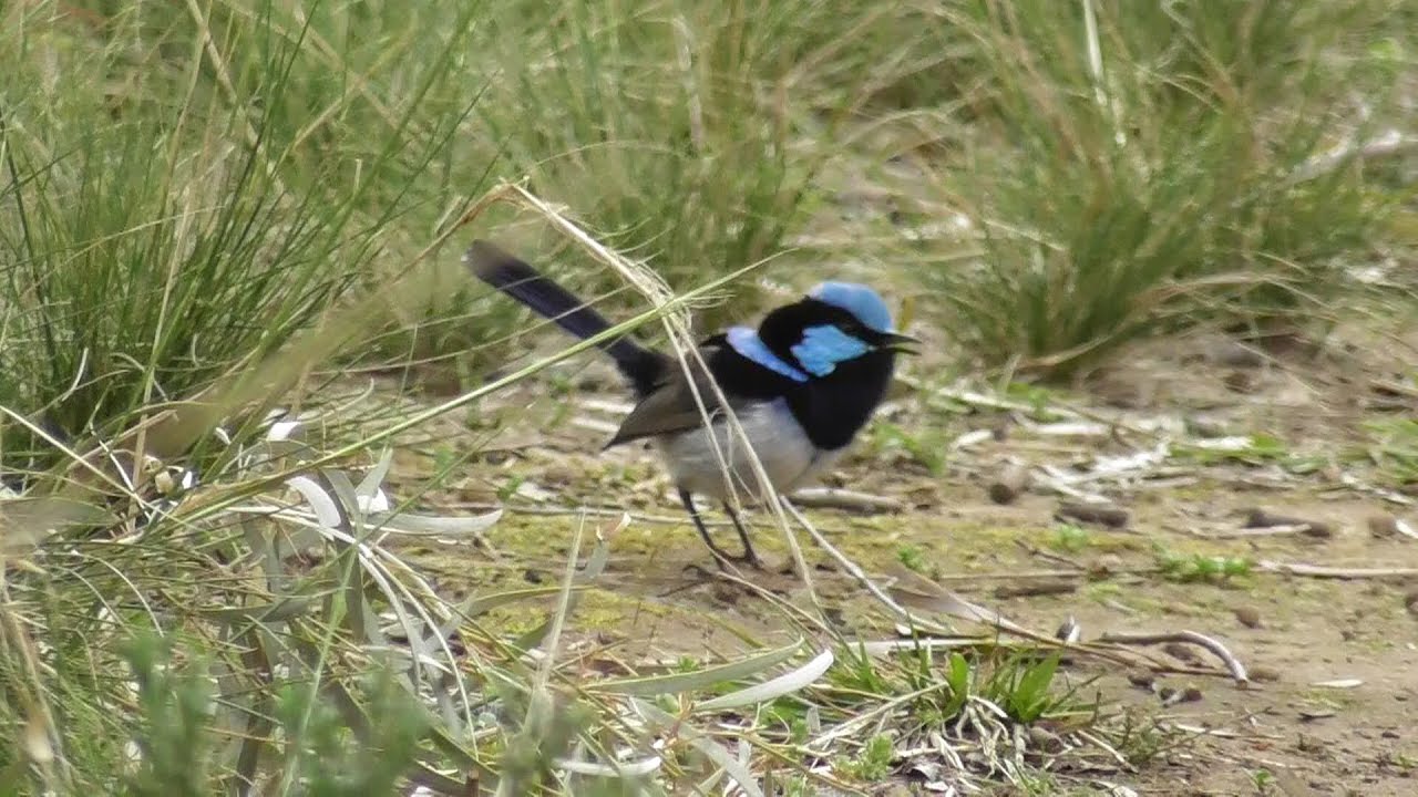 Assorted Birds & More... - YouTube