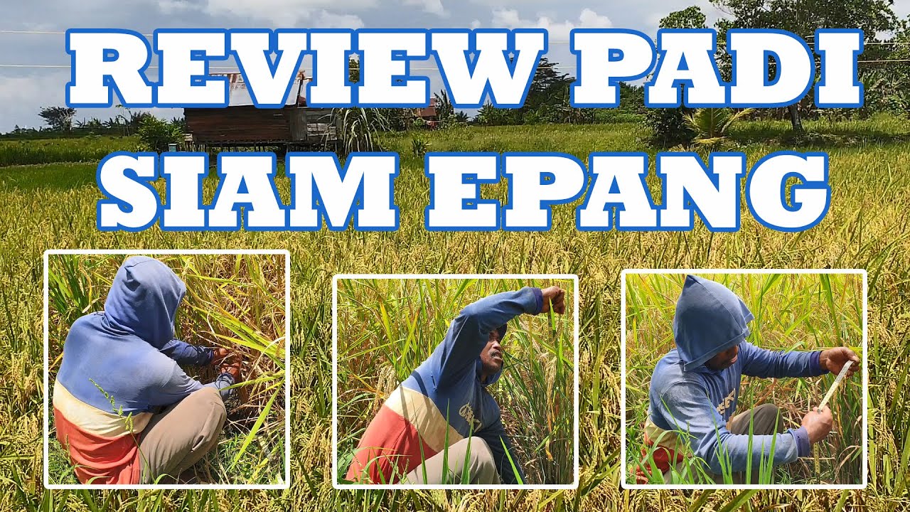 REVIEW PADI SIAM EPANG | PADI RAWA PASANG SURUT | - YouTube