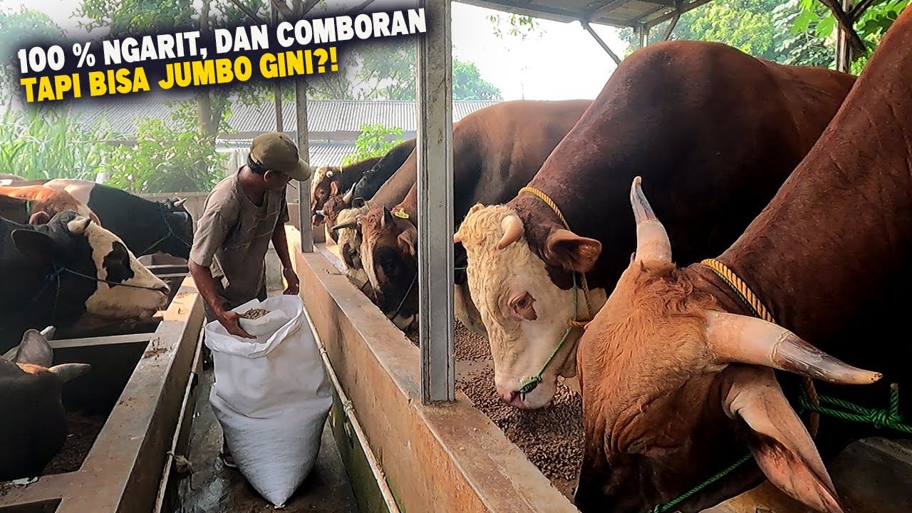 Ternak Sapi Modern Hemat Waktu & Tenaga, Pelihara Ratusan Sapi Tanpa ...