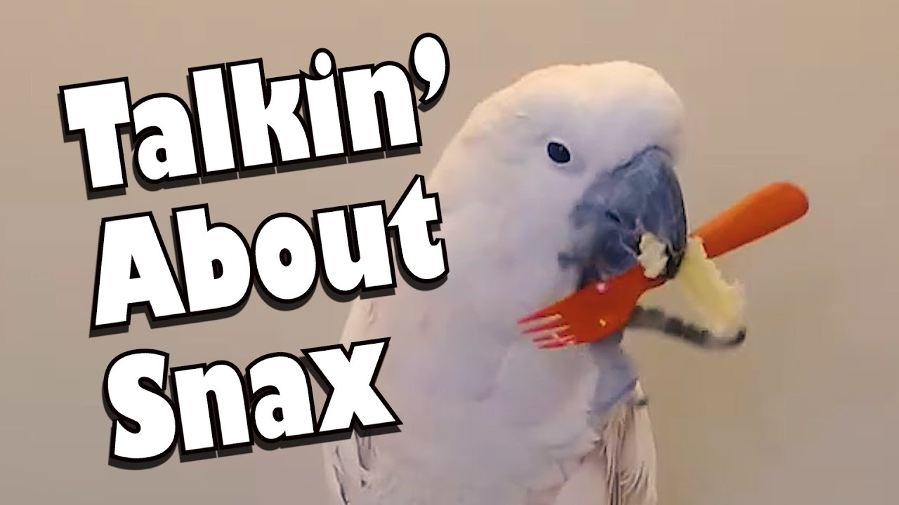 Talkin' About Snax - Max Talking about Snax with Subtitles - YouTube