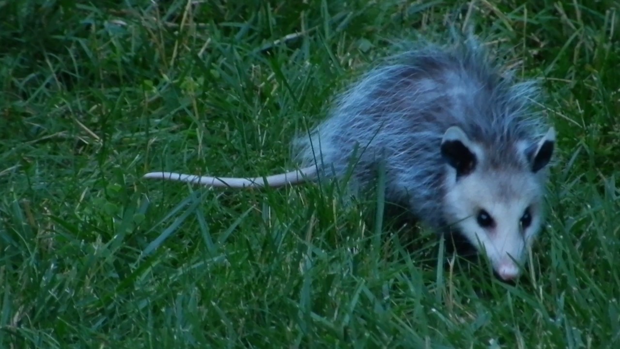 baby Possum . . no bigger than a baked potoato ! - YouTube