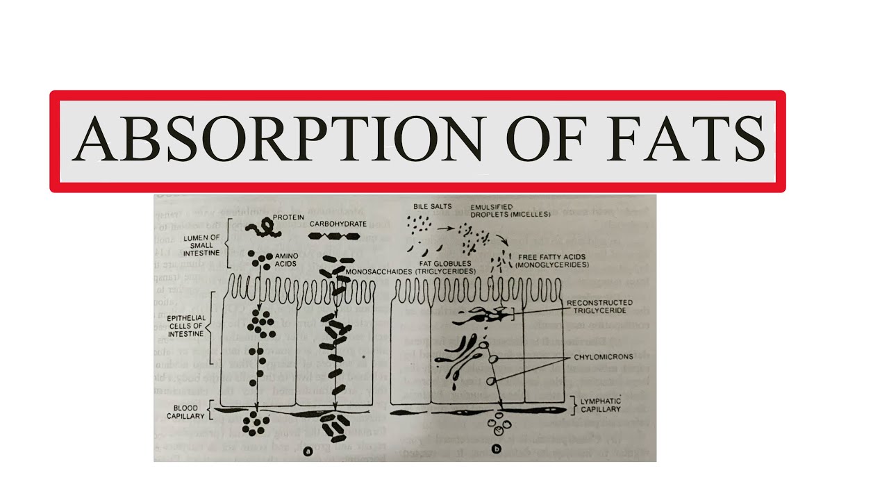 40.SEM III / ABSORPTION OF FATS - YouTube